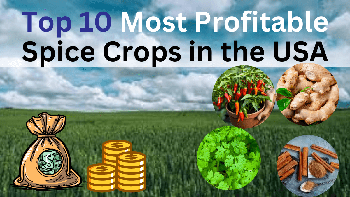 Grow and Prosper: Top 10 Most Profitable Spice Crops in the USA - agroranto