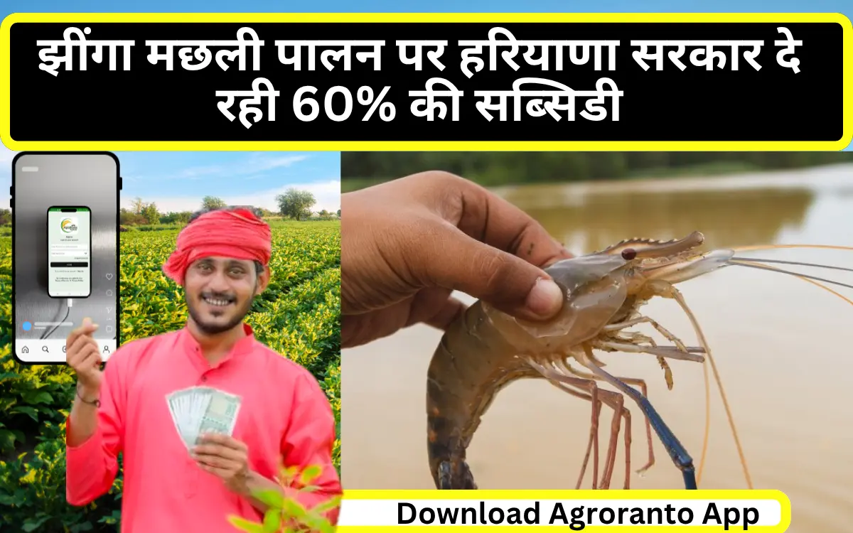झींगा मछली पालन पर हरियाणा सरकार दे रही 60% की सब्सिडी| jhinga machli ...